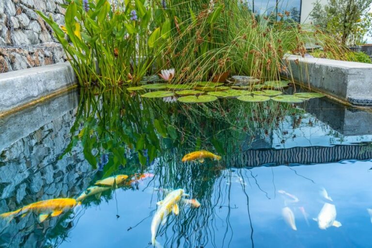 The Surprising Variety in a Goldfish's Pond Diet - My Backyard Life