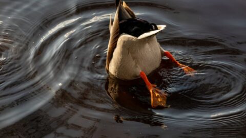 What Do Ducks Eat in a Pond? (The Best Foods to Give Them) - My ...