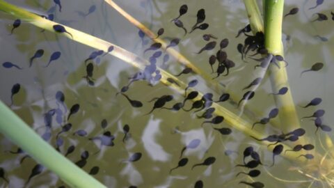 What Do Pond Tadpoles Eat? (At Each Stage of Life) - My Backyard Life
