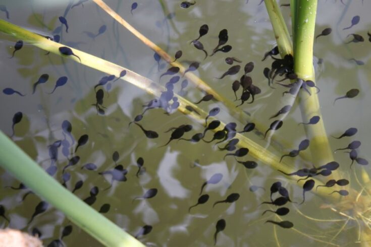 What to Feed Those Wriggly New Guests in Your Pond (Yes, the Tadpoles ...