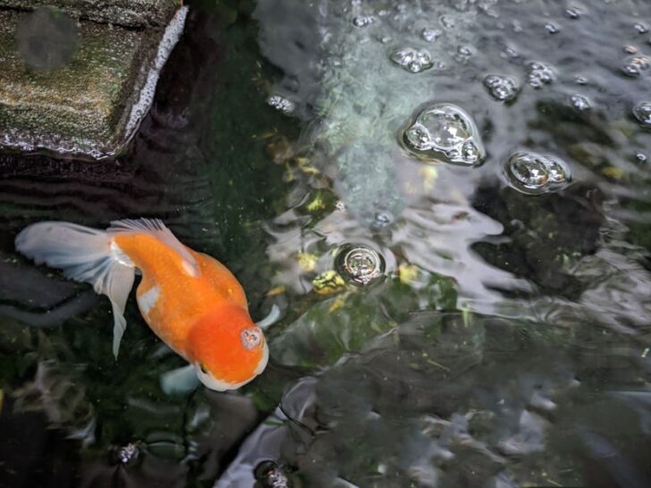 How Long Do Goldfish Live in a Pond? (4 Factors That Affect Lifespan ...