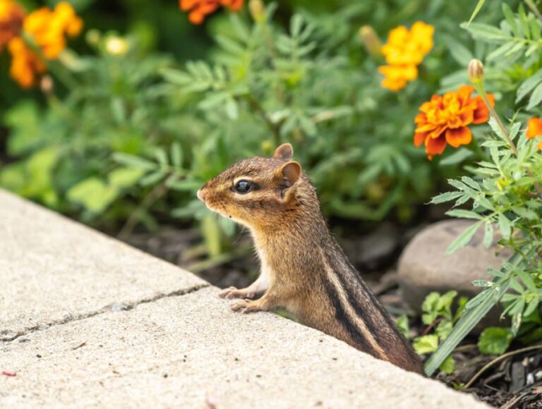 Why Are Chipmunks Protected in Some States? - My Backyard Life