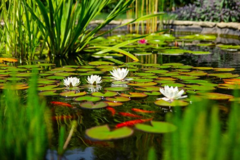 Common Pond Fish Problems You Might Encounter - My Backyard Life