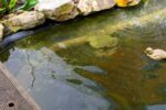 4 Ways to Clean Muck from the Bottom of Your Pond - My Backyard Life