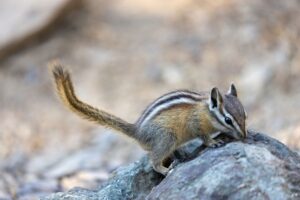 Do Chipmunks Have Tails? (Yes, And Here Are 4 Uses For Them) - My ...