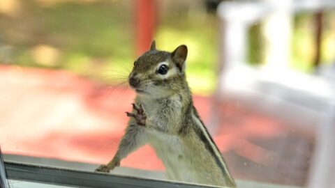 Chipmunks vs. Squirrels (5 Ways They Differ) - My Backyard Life