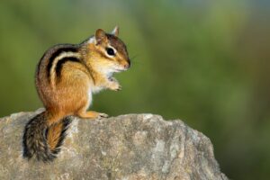 When Do Chipmunks Have Babies? (Their Breeding Seasons) - My Backyard Life