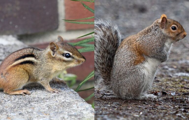 Can You Have a Chipmunk as a Pet? (5 Reasons You Shouldn’t) - My ...