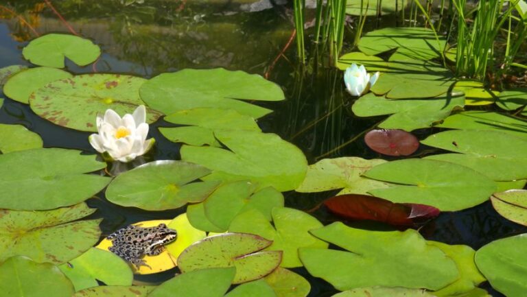 Is a Pond an Ecosystem? (Exploring the Diverse Pond Life) - My Backyard ...