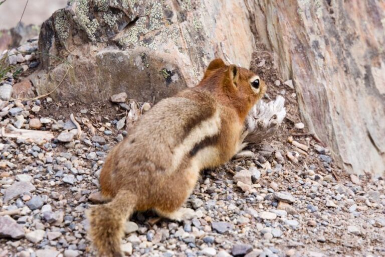 When Are Chipmunks Most Active? - My Backyard Life