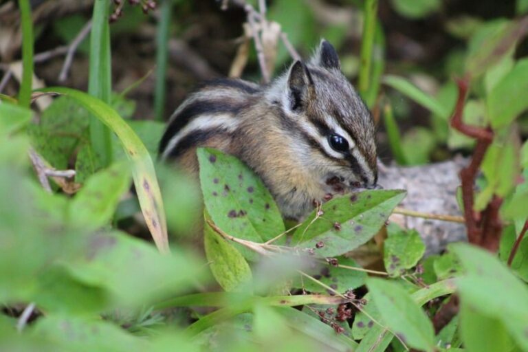 What Do Chipmunk Droppings Look Like? (And Is Their Poop Dangerous ...