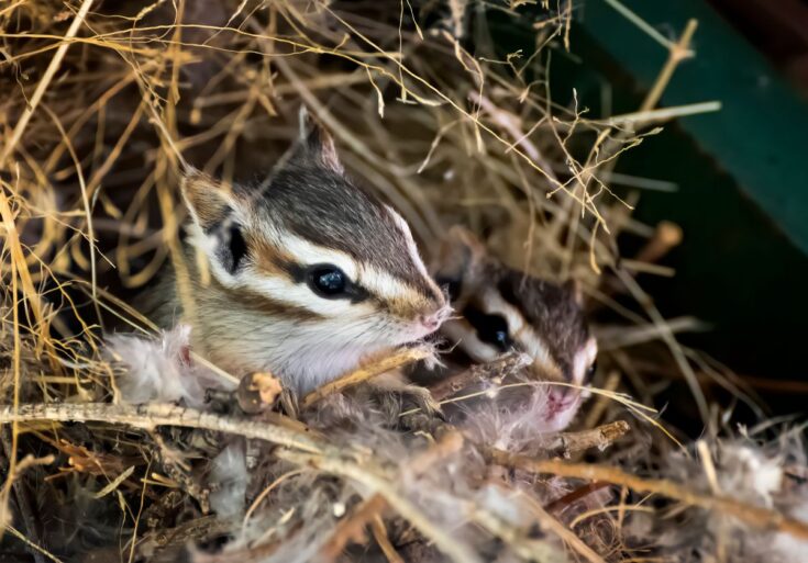 Do Chipmunks Make Nests? (What You Should Know) - My Backyard Life