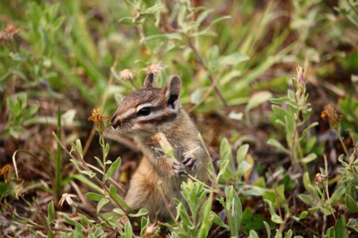 Can You Hunt Chipmunks? (Here's What You Must Know) - My Backyard Life