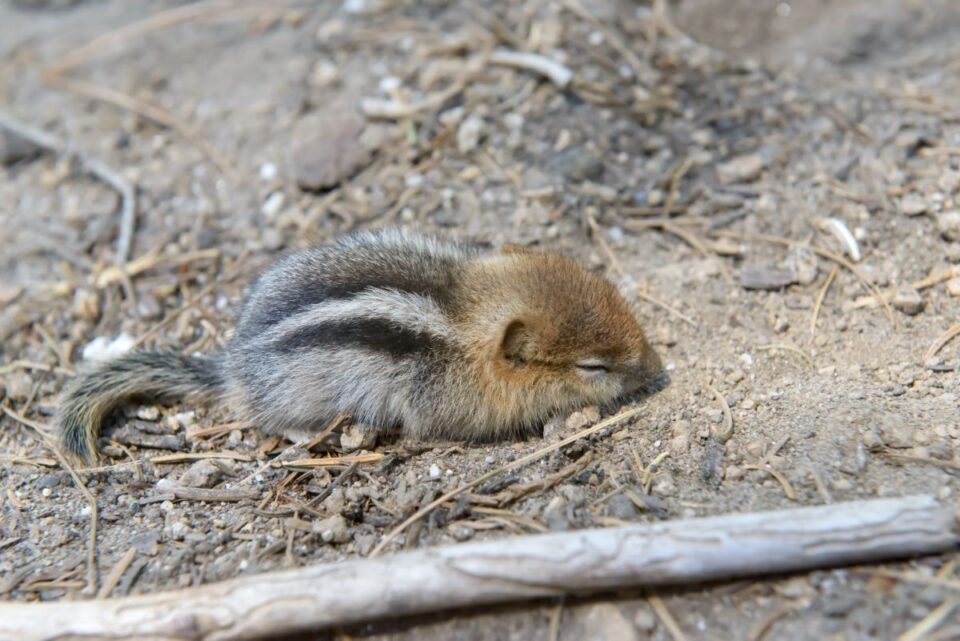 Do Chipmunks Play Dead? (Understanding Thanatosis) - My Backyard Life