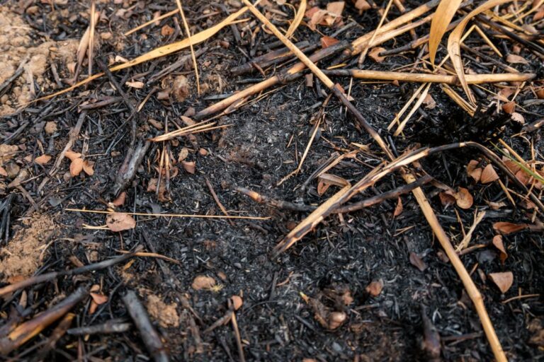 Can Mulch Spontaneously Combust? (Mulch Fire Safety Facts You Should ...