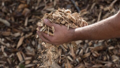 Can You Use Wood Chips for Mulch? (Discover the Pros & Cons) - My ...
