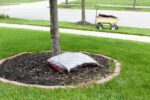 How to Mulch Around Trees: A Practical Guide - My Backyard Life