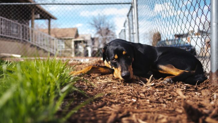 Is Mulch Safe for Dogs? (Plus 5 Reasons They Eat It) - My Backyard Life