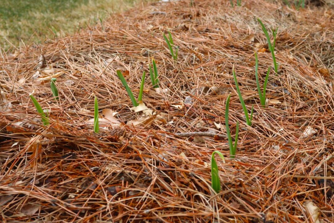 Can You Put Mulch Over Pine Straw? (A Gardener's Guide to the Perfect ...
