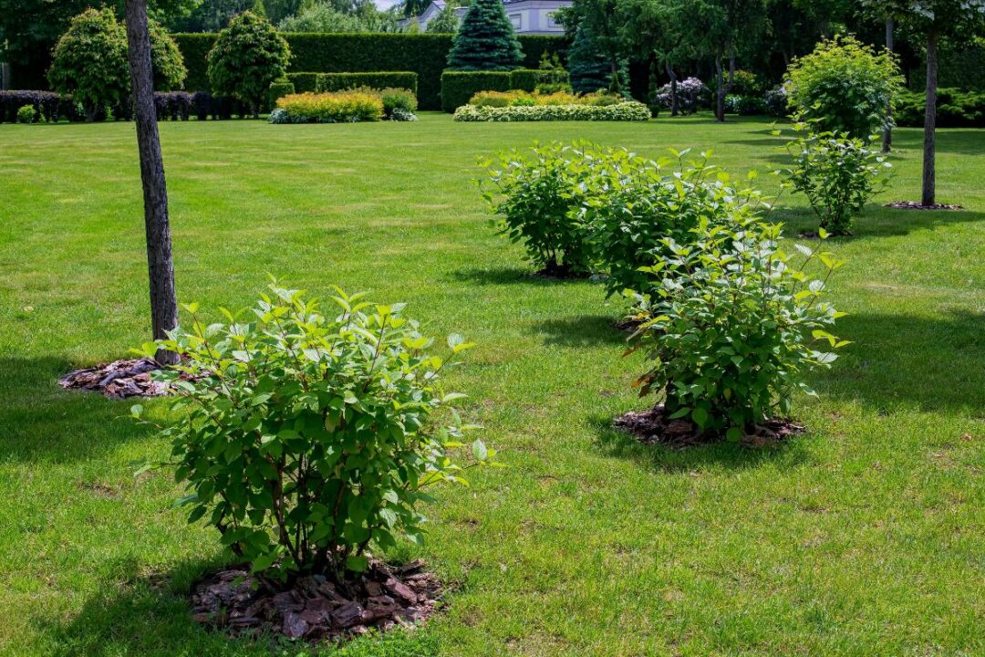 Give Your Bushes a Growth Spurt With Proper Mulching Techniques - My ...