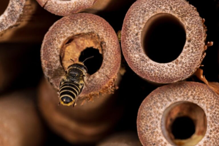 The Big Bee Question: Can I Keep Bees in My Backyard? - My Backyard Life